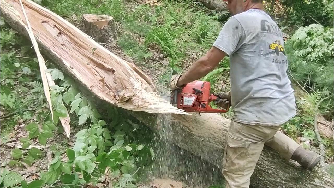 Timber Harvest #35 Gates Logging and Wheeland Lumber Co - YouTube
