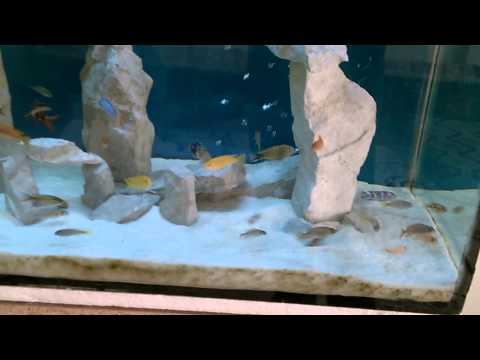 Hayalet Balığı (Apteronotus-albifrons)