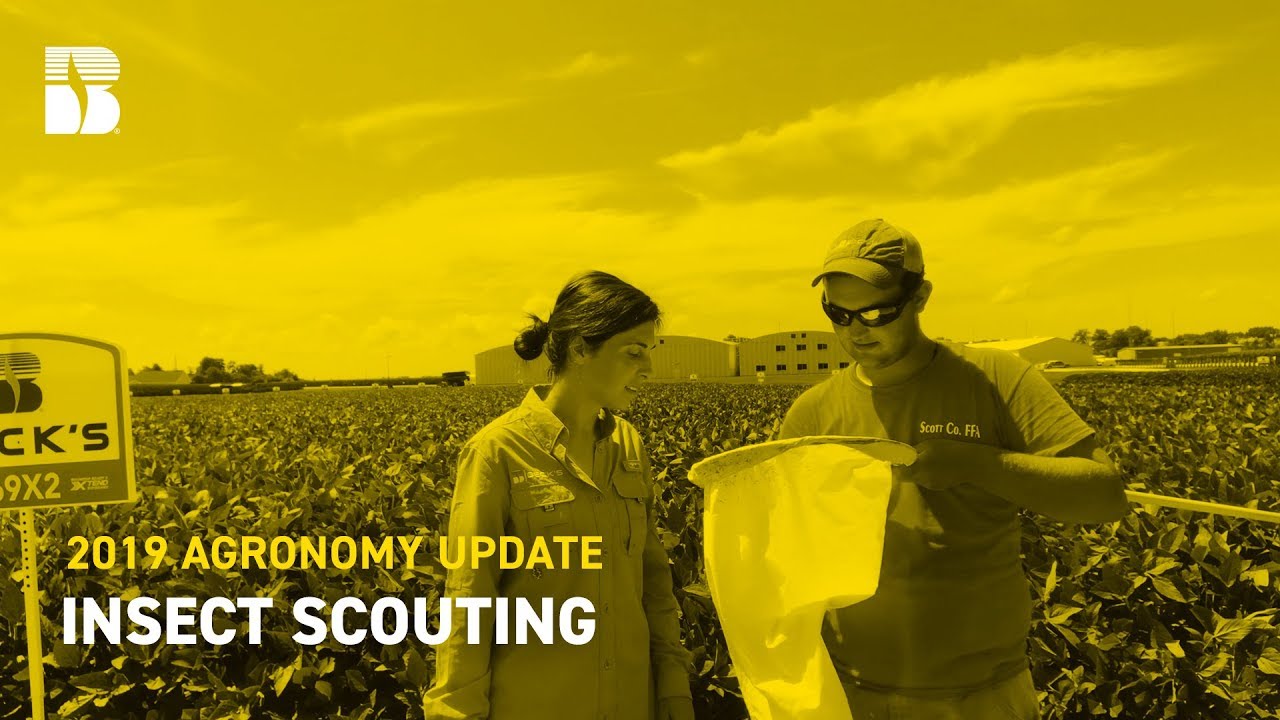 Insect Scouting | Beck's Agronomy Update - YouTube