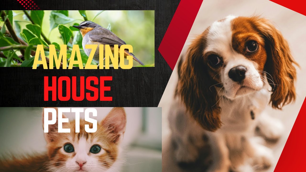 Amazing Pets for Kids: Discover Your New Best Friend! - YouTube