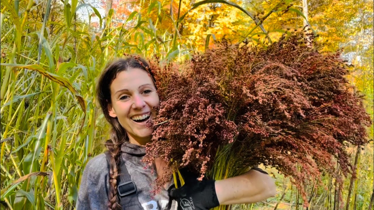 The broom corn is ready!! - YouTube