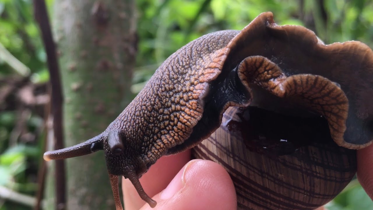 Have you ever seen a shell on trees? Turiok and Turagsoy | HERB STORIES ...