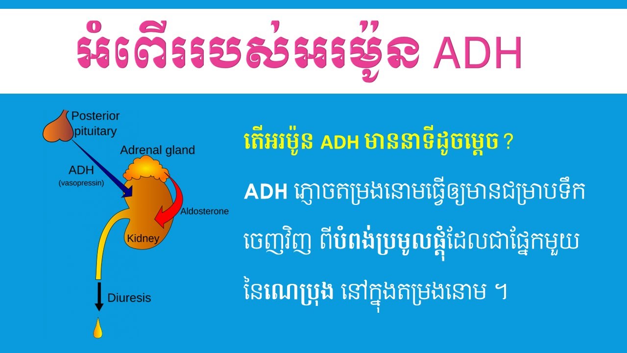 អរម៉ូន ADH - YouTube