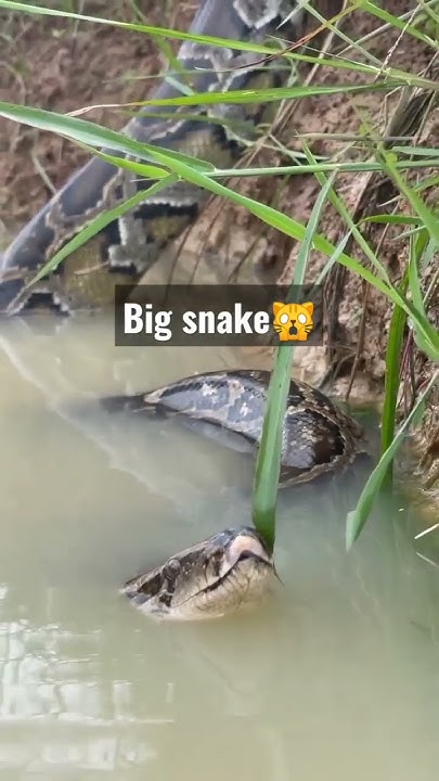 Surprised by a BIG python snake at the river 😳 #shorts - YouTube