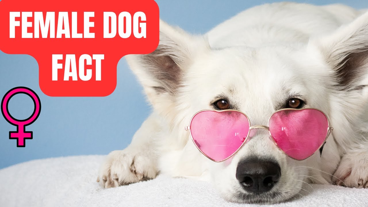 "30 Surprising Facts About Female Dogs | Unveiling Their Incredible ...
