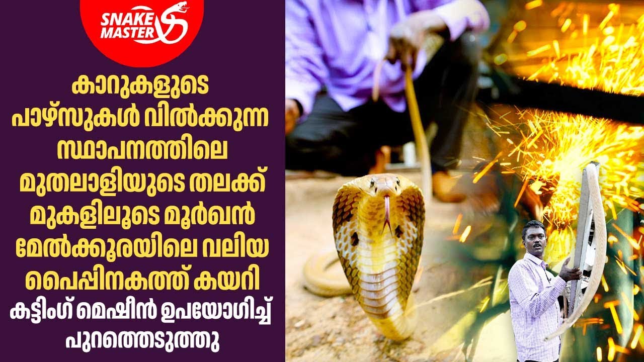 മുതലാളിയുടെ തലക്ക് മുകളിലൂടെ മൂർഖൻ പാമ്പ്,കട്ടിംഗ് മെഷീൻ ഉപയോഗിച്ച് ...