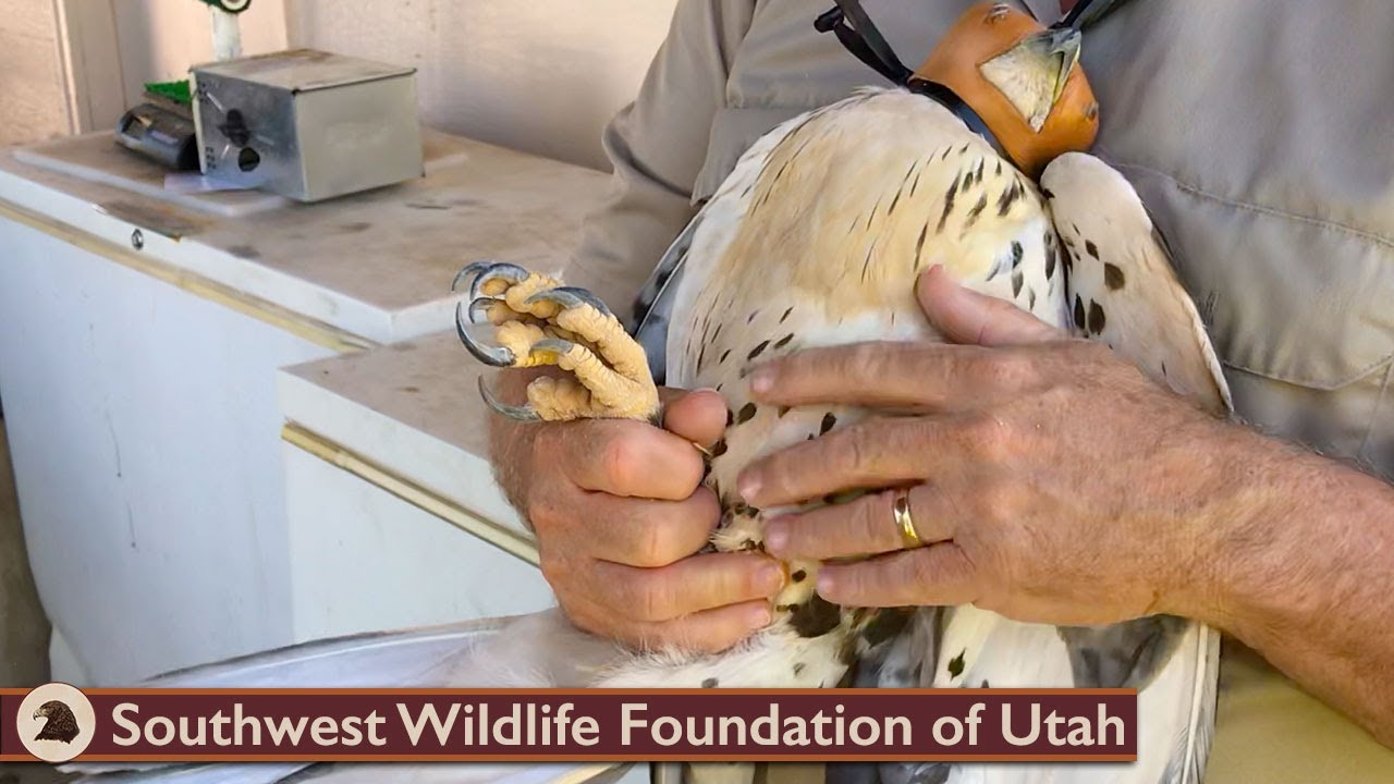 One Hawk, Three Releases - YouTube