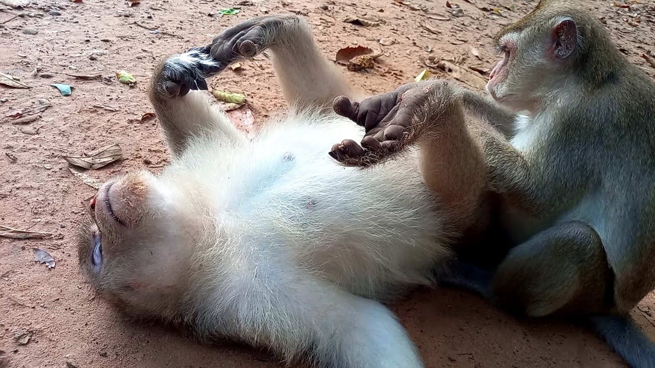 Poor monkeys have nothing to eat but still love and take care of each ...