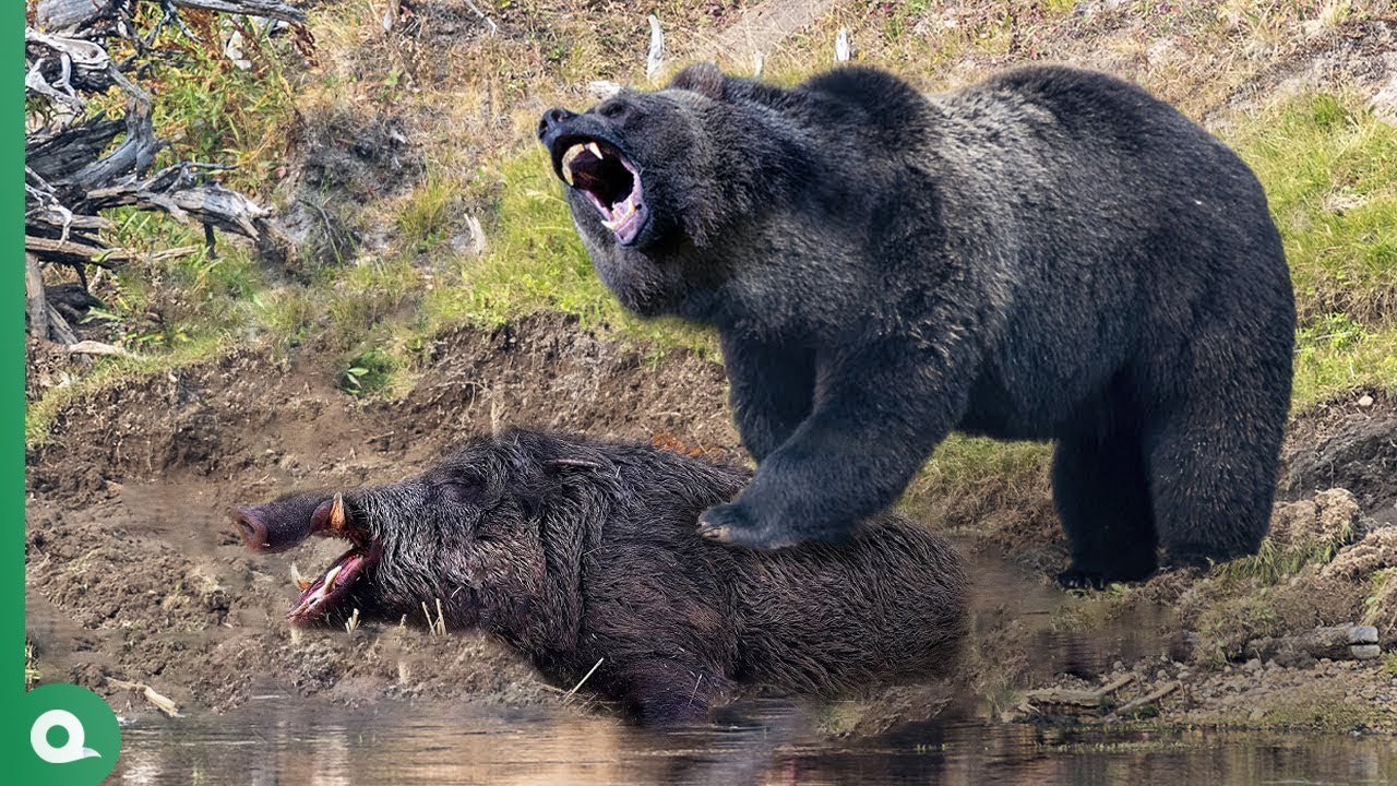 Top 10 Bears Hunt Their Prey Without Mercy - YouTube