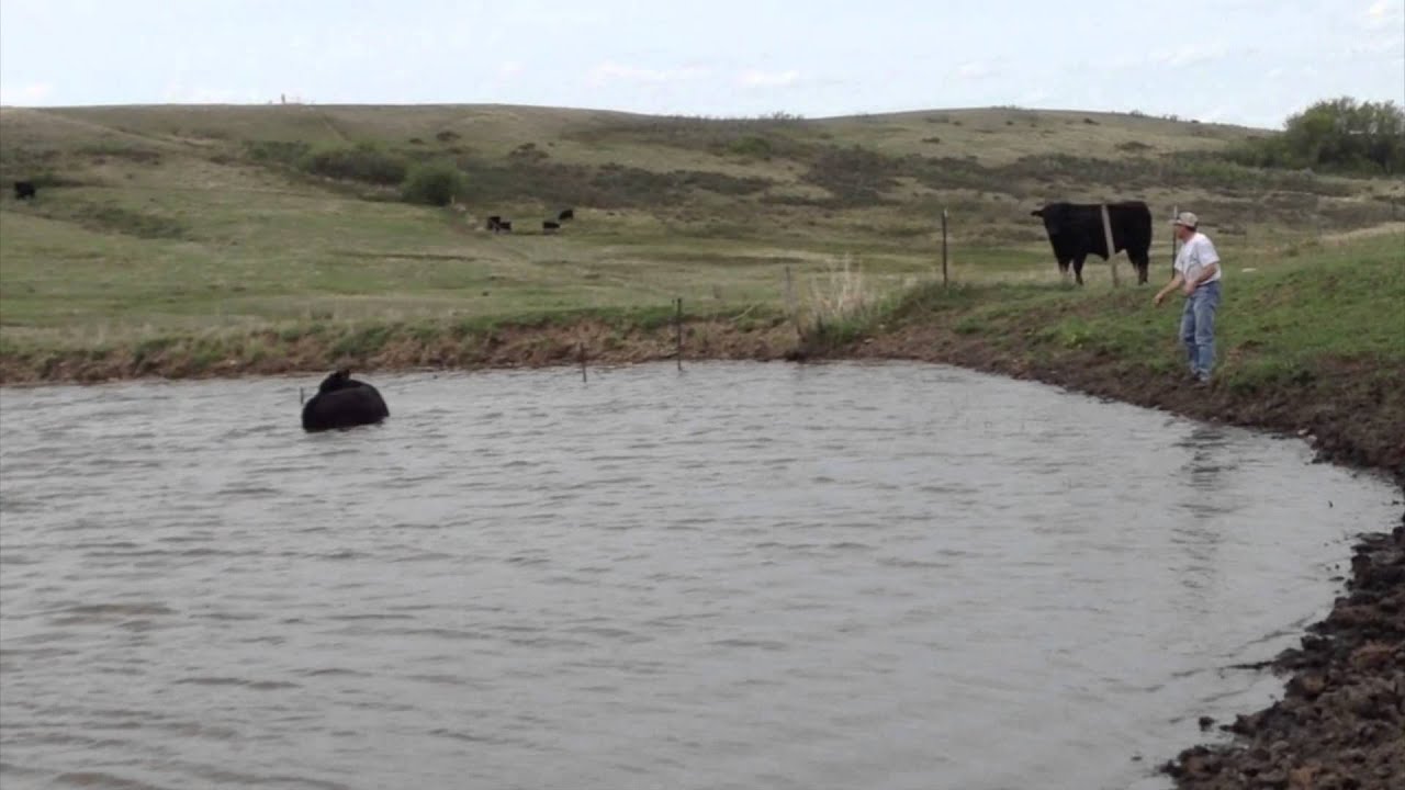 Bull Jumps fence into Pond - YouTube