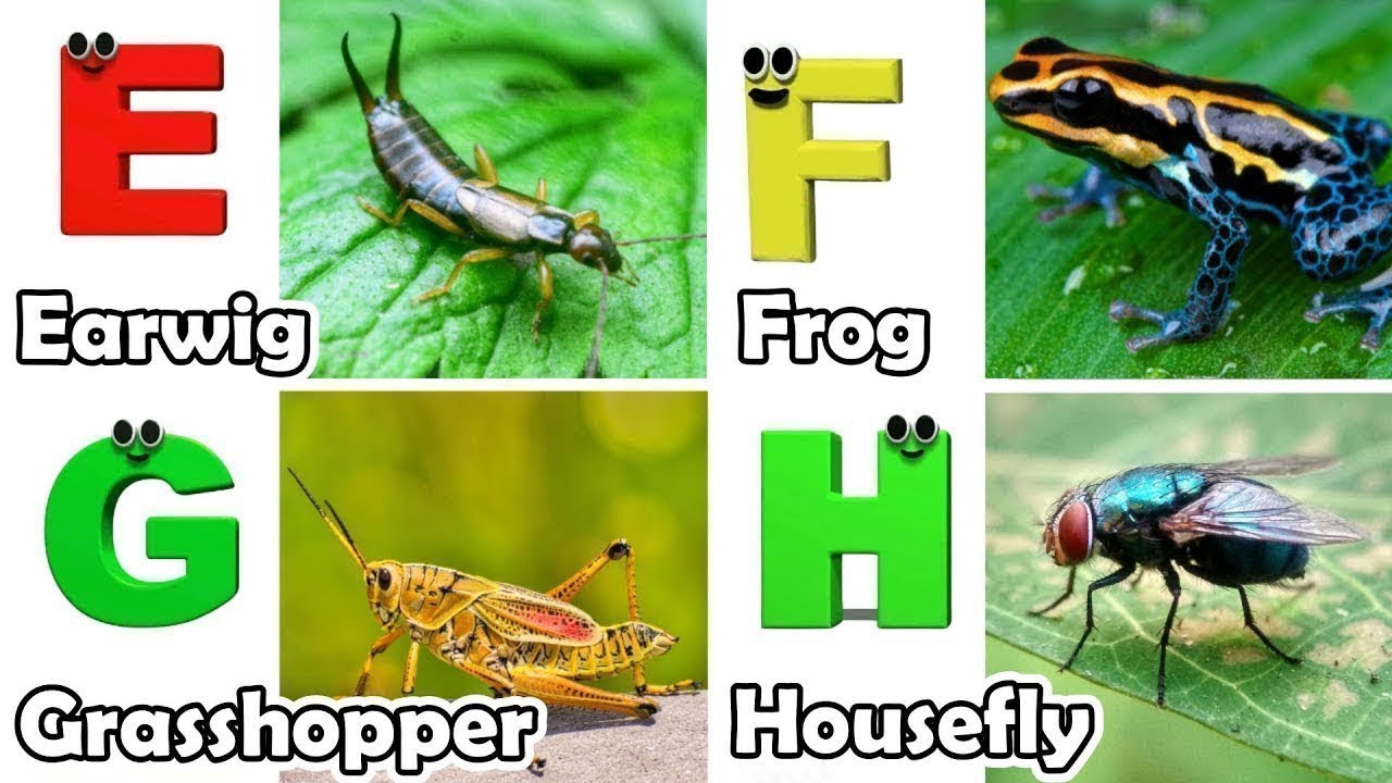 Insects Alphabet Song | Insects ABC Song | Phonics for Kids | Alphabet ...