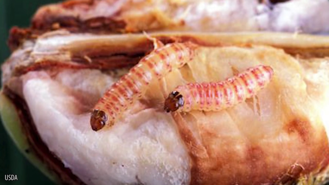 Strange Creatures Created by Scientists - YouTube