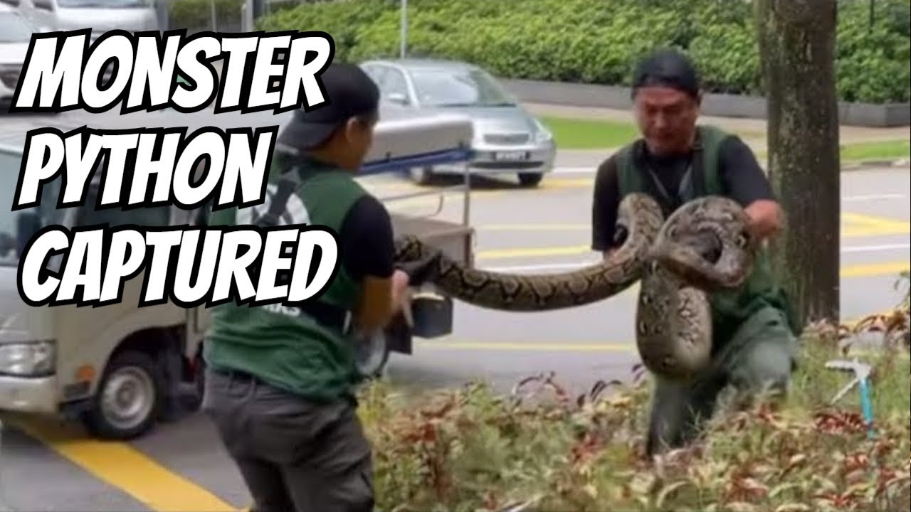 Is This the BIGGEST Reticulated Python Ever Caught on Camera? - YouTube