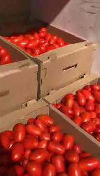 Томат Хайнц оптом - YouTube