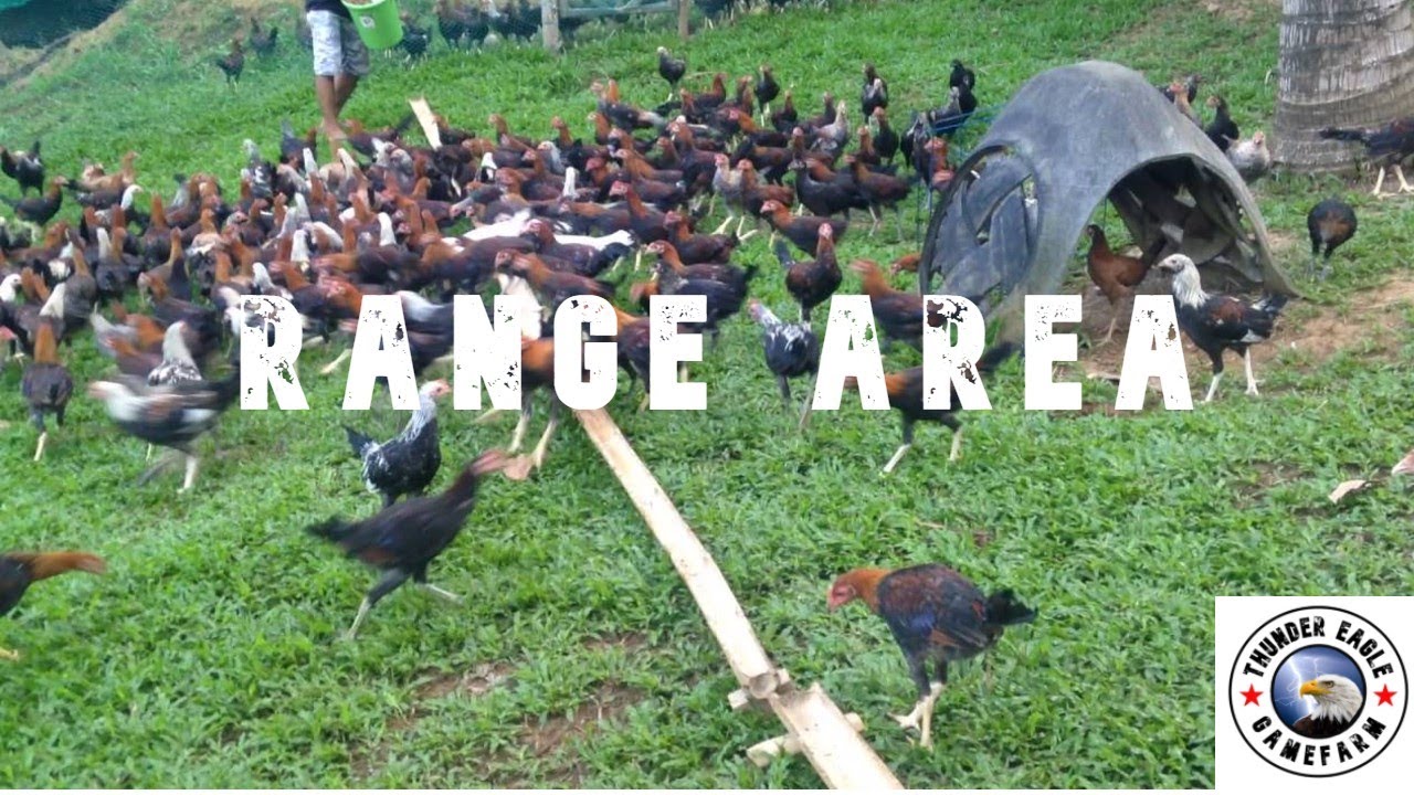 Thunder Eagle Gamefarm - Range Area - YouTube