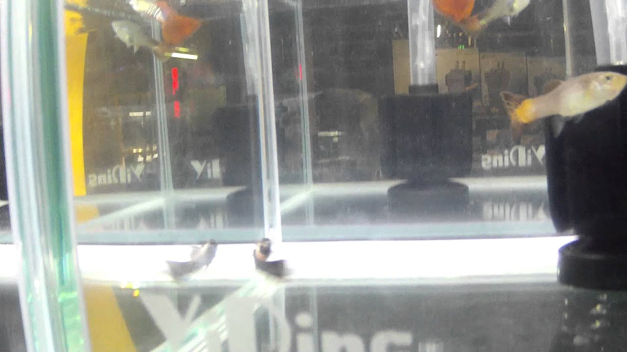 world guppy contest China 2014 - YouTube