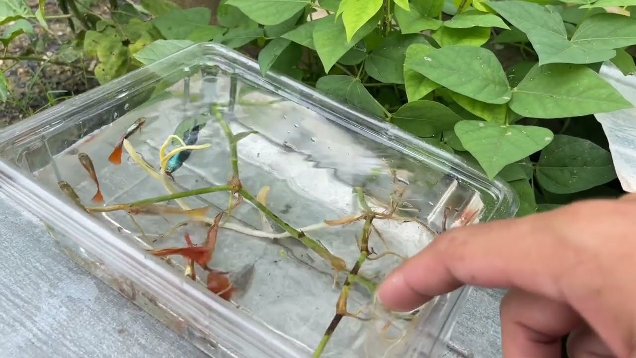 Unbelievable Rainbow Lizards, Frogs, Snakes & Koi Fish in Nature! - YouTube
