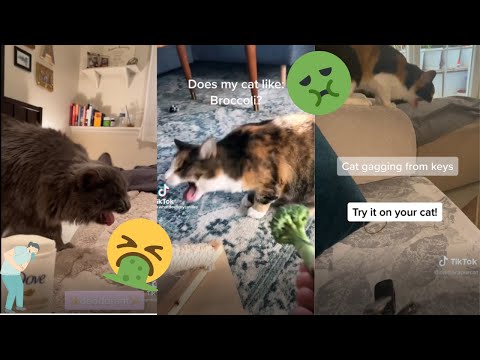 CAT GAGGING COMPILATION PART 1