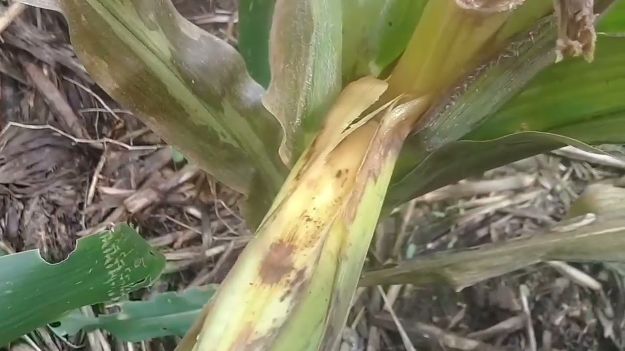 Campurkan 2 Obat Ini Untuk Mengobati Busuk Batang Pada Jagung Youtube