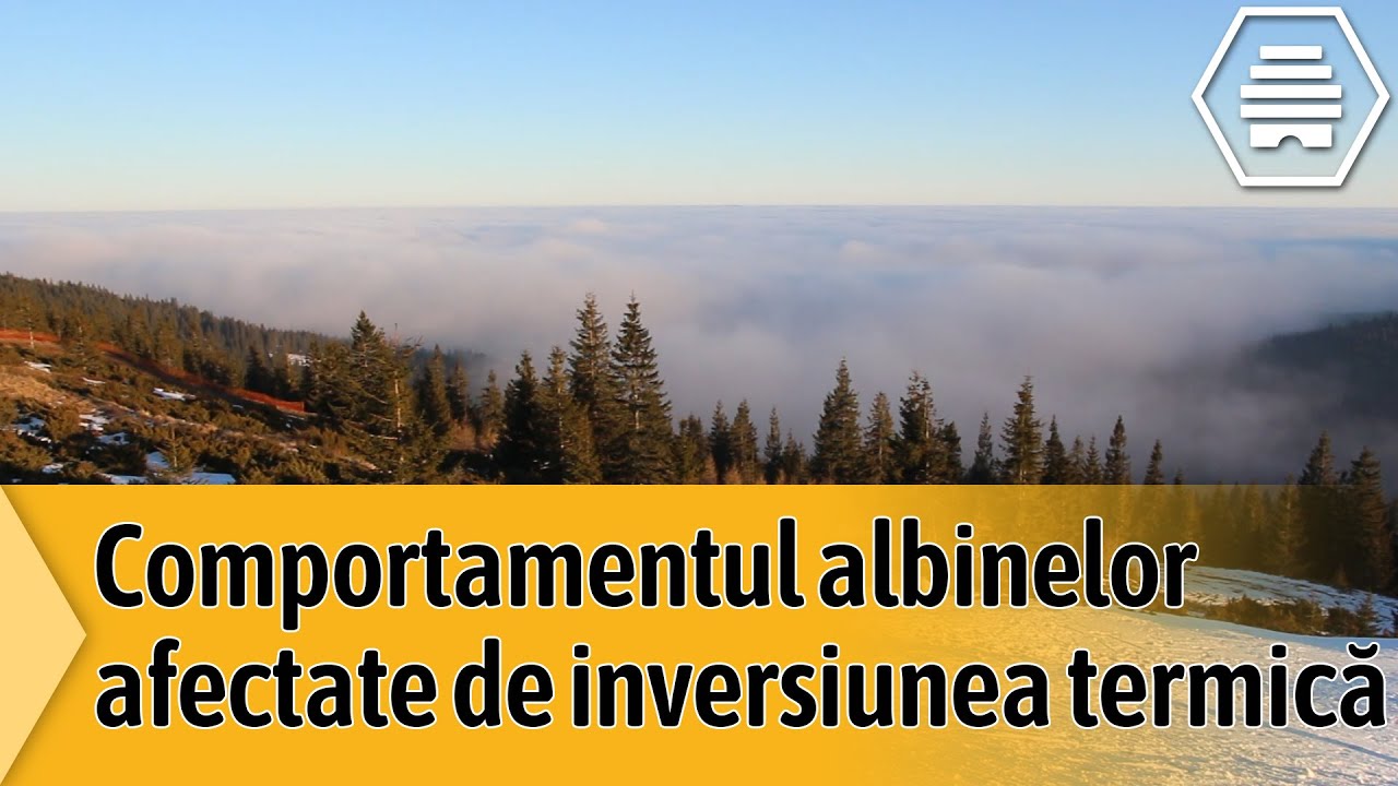 Comportamentul albinelor afectate de inversiunea termica - YouTube