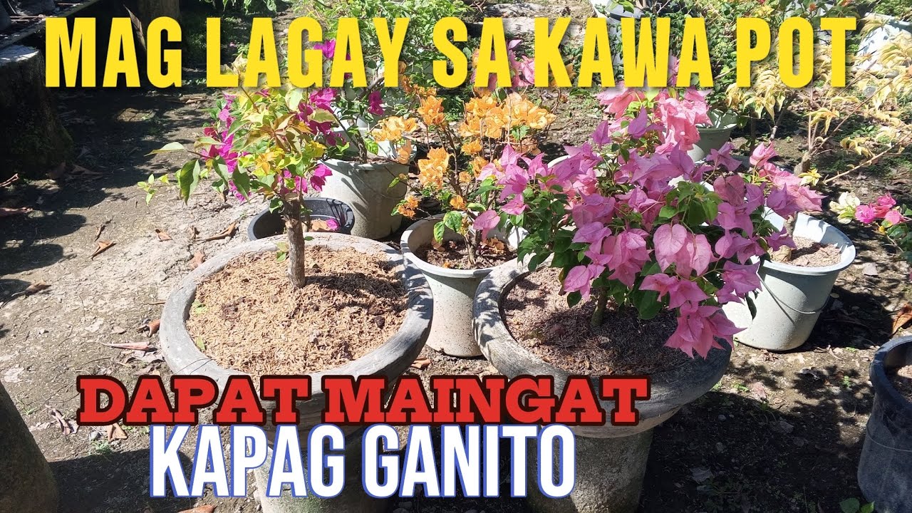 GANITO MAG LAGAY SA KAWA POT NG BOUGAINVILLEA PLANTS - YouTube
