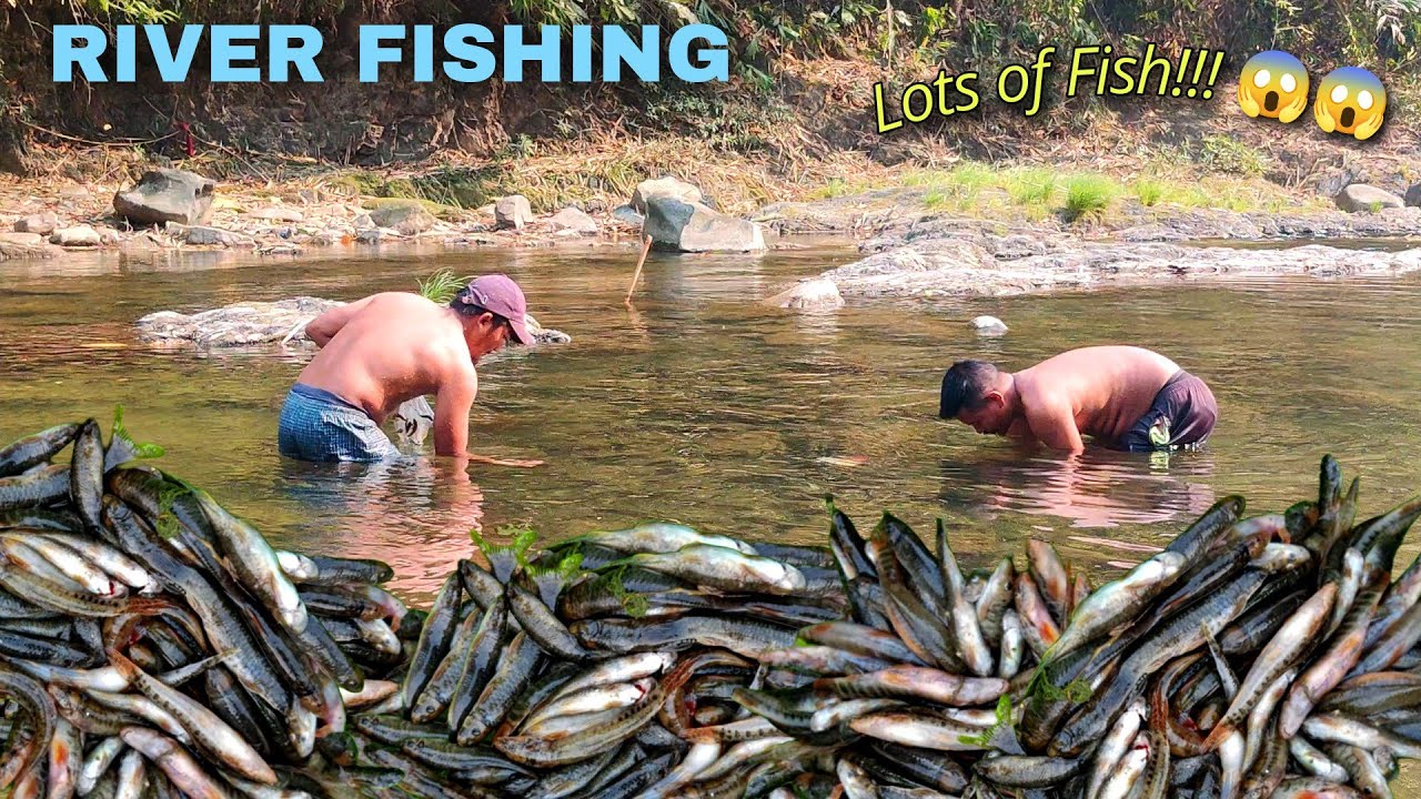 Catching lots of Fish using Phasi Jaal (Gill Net) | Simple and Easy ...