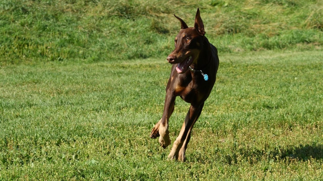 How to Groom Your Doberman Pinscher s Coat During Non Shedding Season ...