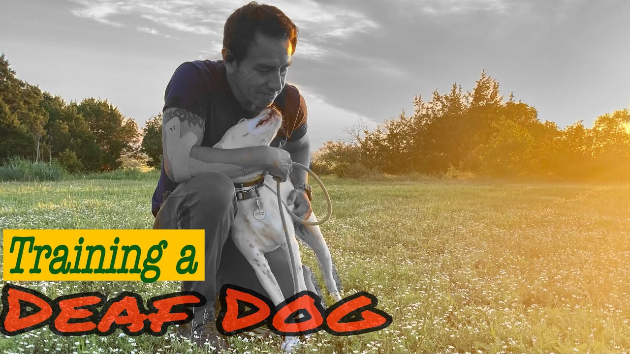 Deaf Dog Training. Spud - YouTube