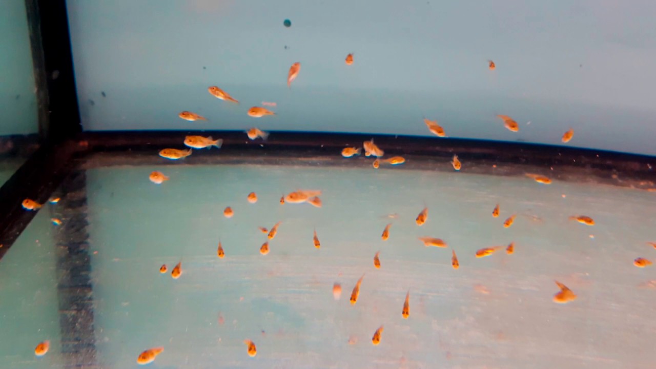 Peacock bass (cichla monoculus) two weeks fry - YouTube