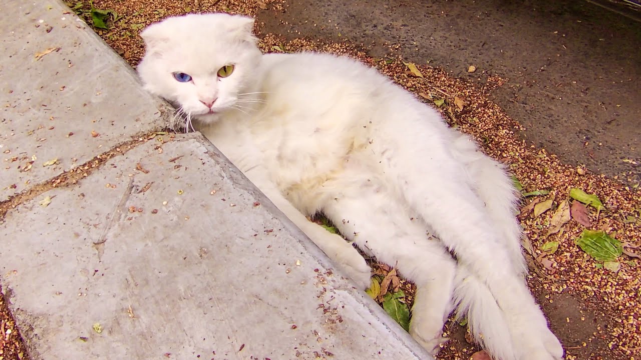This white cat is SO relaxed and beautiful😻😻🐈 - YouTube