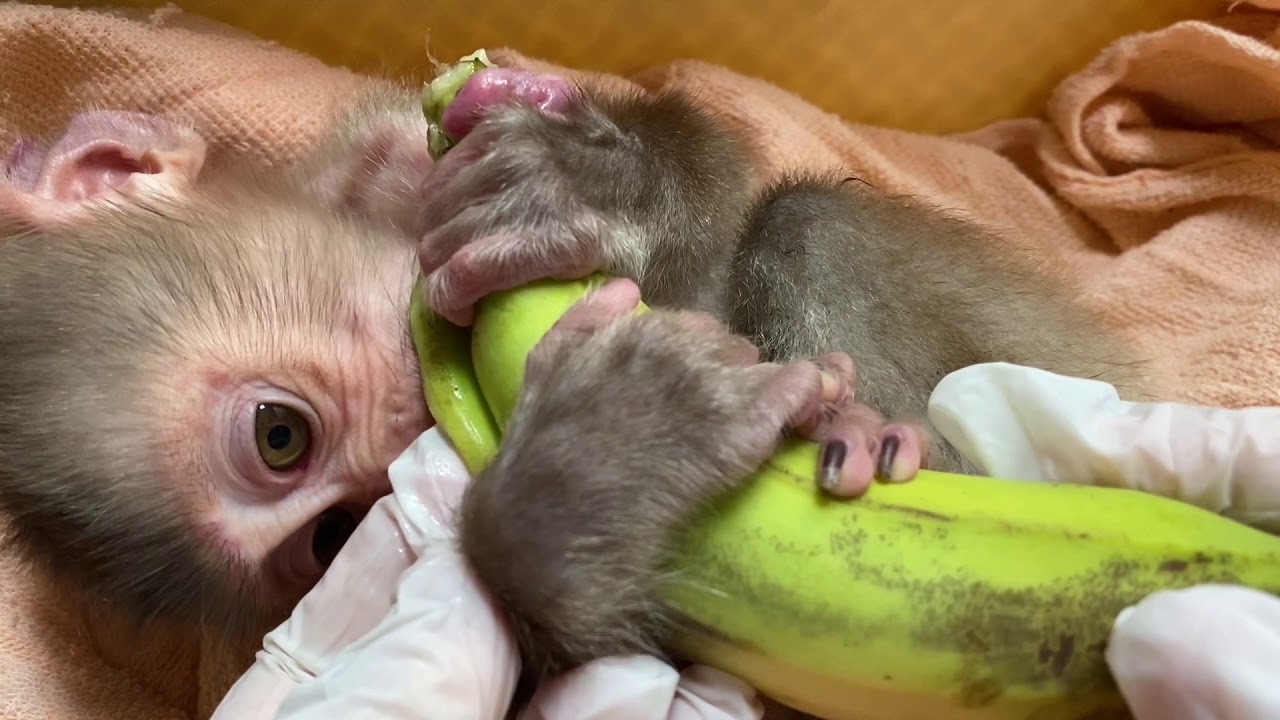 little monkey lisa - YouTube