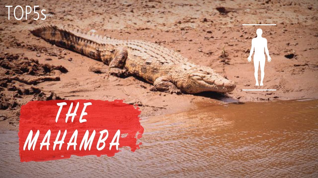 5 Unimaginable Mythical Creatures That May Have Actually Existed ...