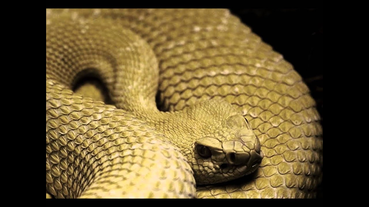 Viperinae - Alchetron, The Free Social Encyclopedia