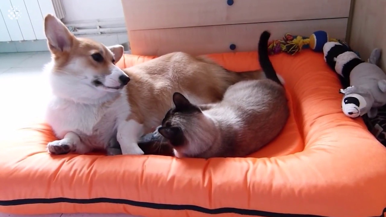 Patient Corgi tolerates a very annoying cat. - YouTube