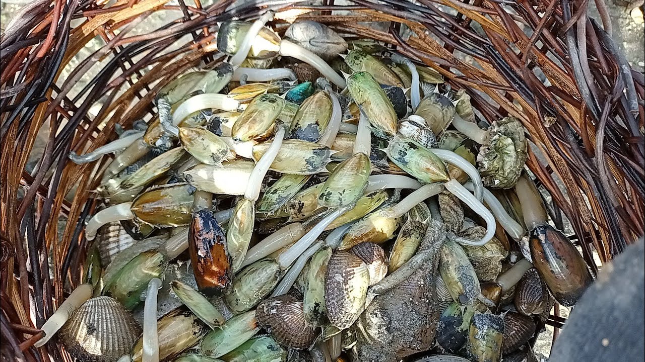 nag mata Ang ugpan at buo#sea shells#wayne_mix_vlog - YouTube