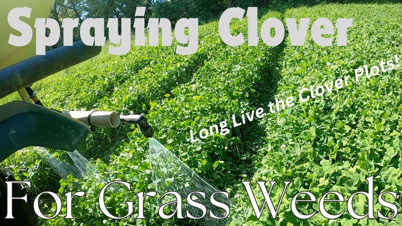 What To Spray On Clover Food Plots To Get Years Out Of Them | Food Plot ...