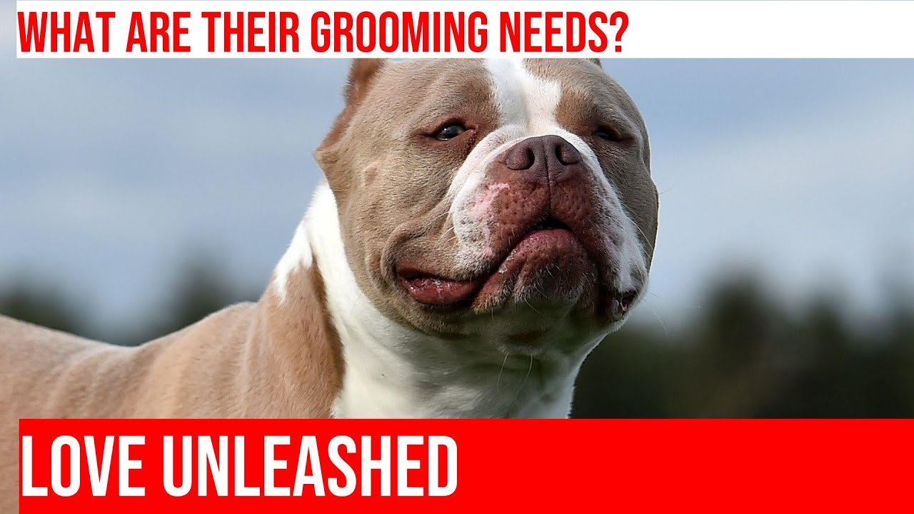 American Bully vs Shih Tzu: A Size & Grooming Comparison - YouTube