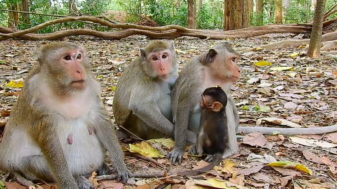 Monkeys are caring each other whereas one small one also join as well ...