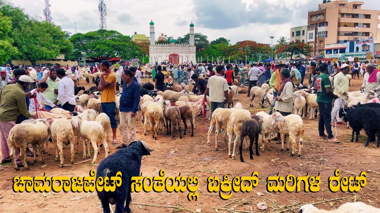 Rates of Yalaga, Bandur, Nati at Chamrajpet Sheep Market | Bangalore ...