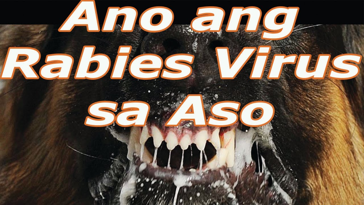 Ano ang RABIES Virus sa Aso - YouTube