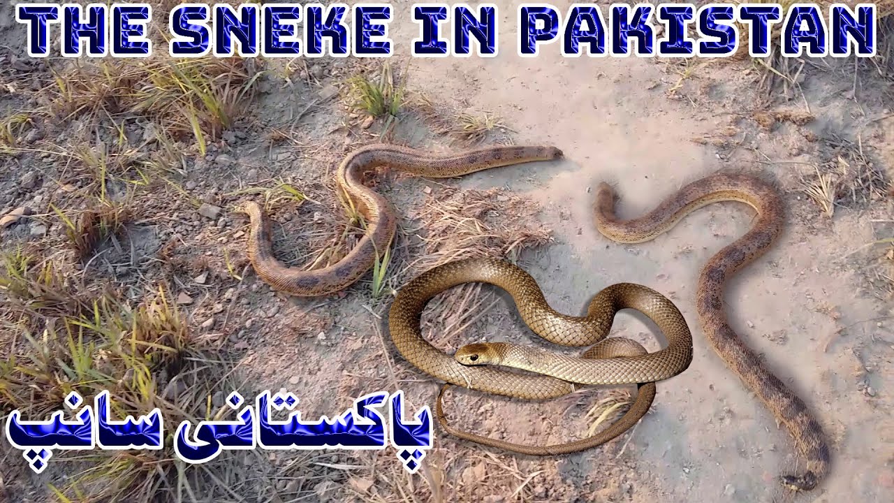 the biggest snake in pakistan 2020 پاکستانی سانپ - YouTube