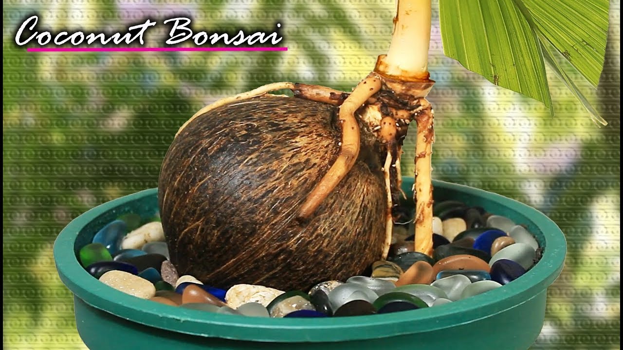 COCONUT BONSAI -NATIVE DWARF COCO - YouTube