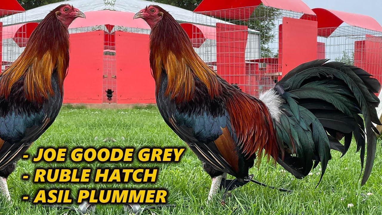 Joe Goode Grey Ruble Hatch Asil Plummer RED NEWARK FARM - Beautiful ...
