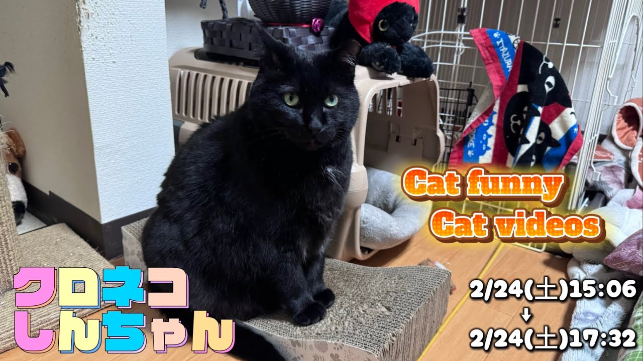 しんちゃん 2/24 15:06 Cat funny ! Cat videos ! Blackcat SHINchan クロネコしんちゃん ...