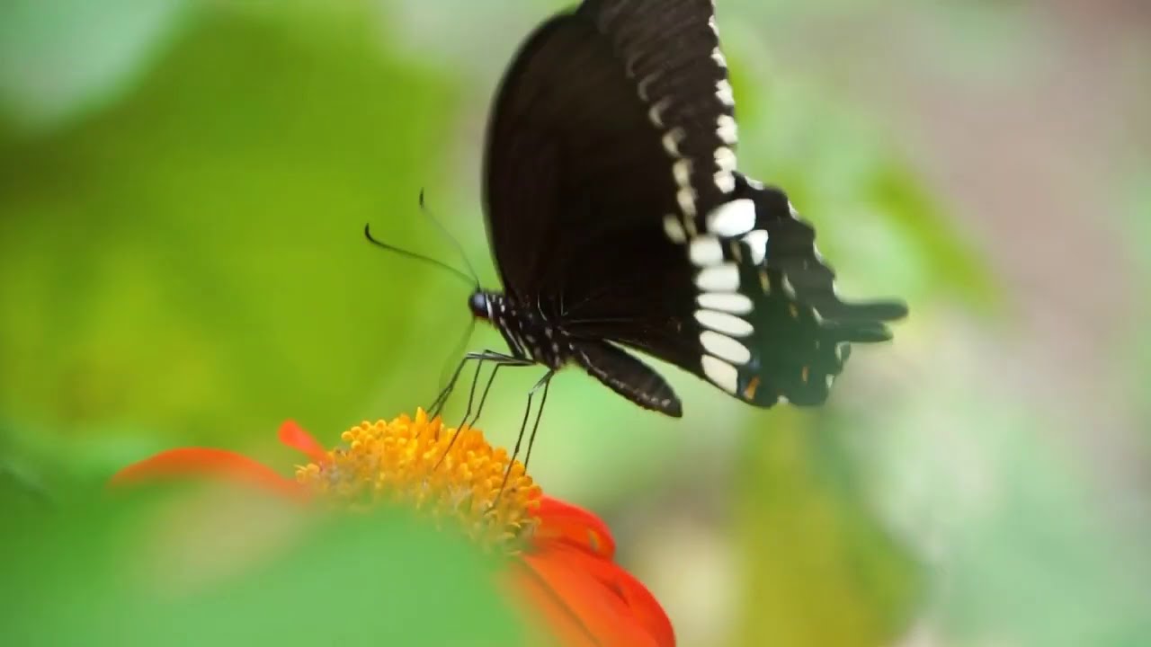 The Beauty of Pollination - Moving Art™ - YouTube