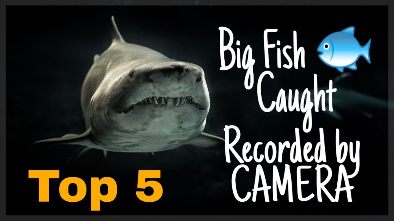 Top 5 Big Fish Caught in The Sea are Recorded By Cameras - YouTube