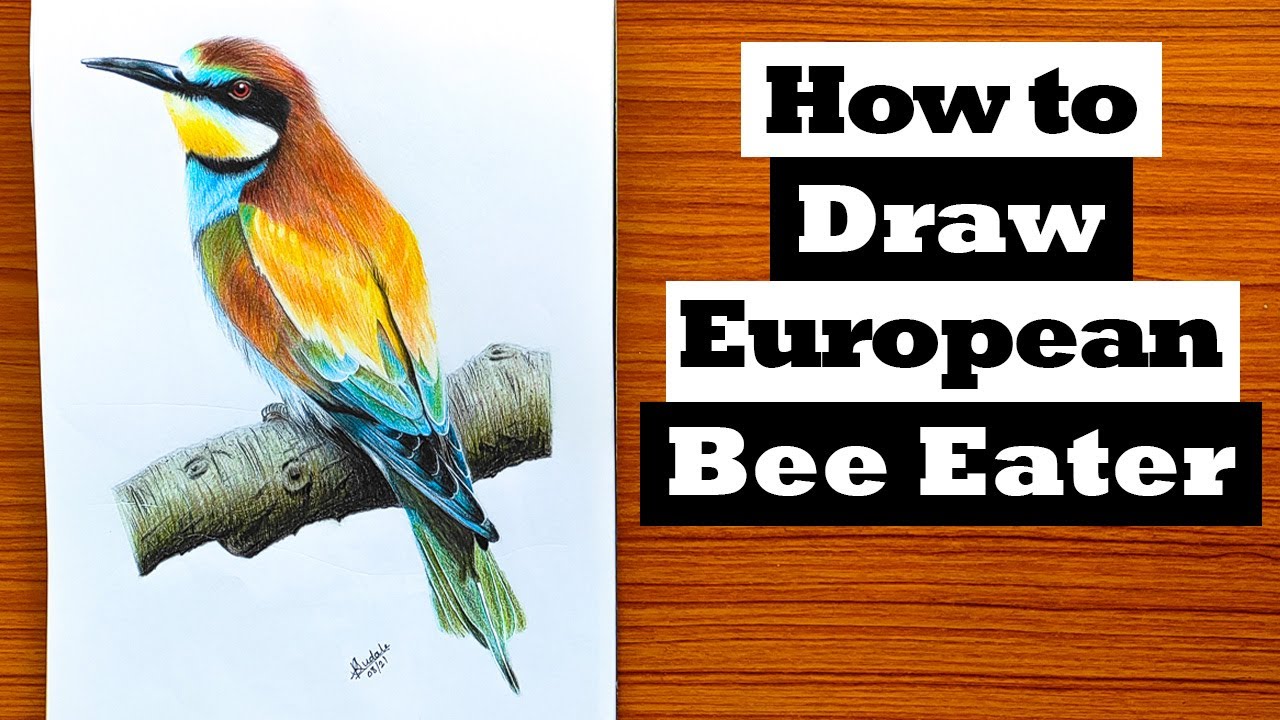 How to draw European bee eater Bird with Colored Pencils - YouTube