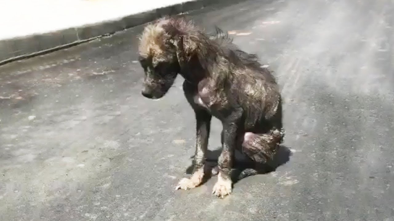People rescued a street dog in a Crisis… | Paws In Need - YouTube