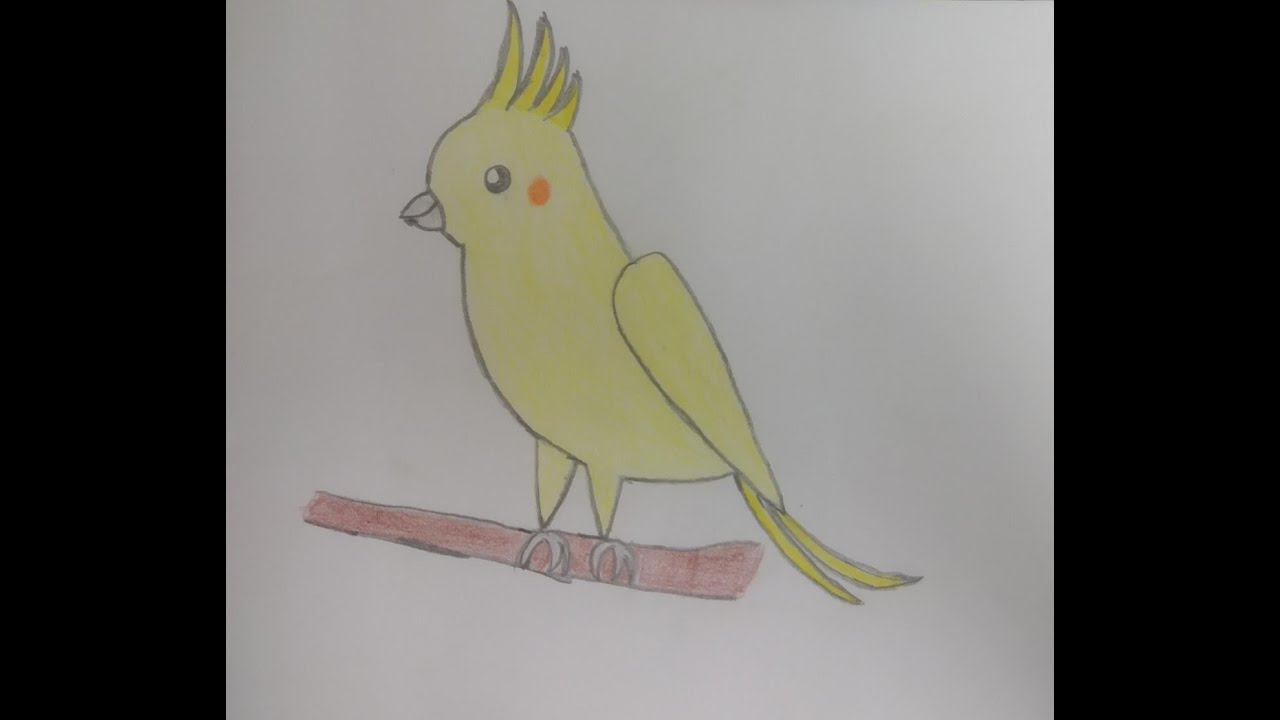 How to draw a Cockatiel for kids - YouTube