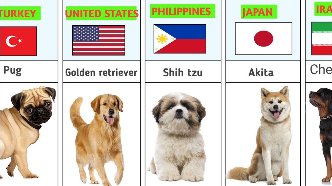 Dog Breeds From Different Countries - YouTube